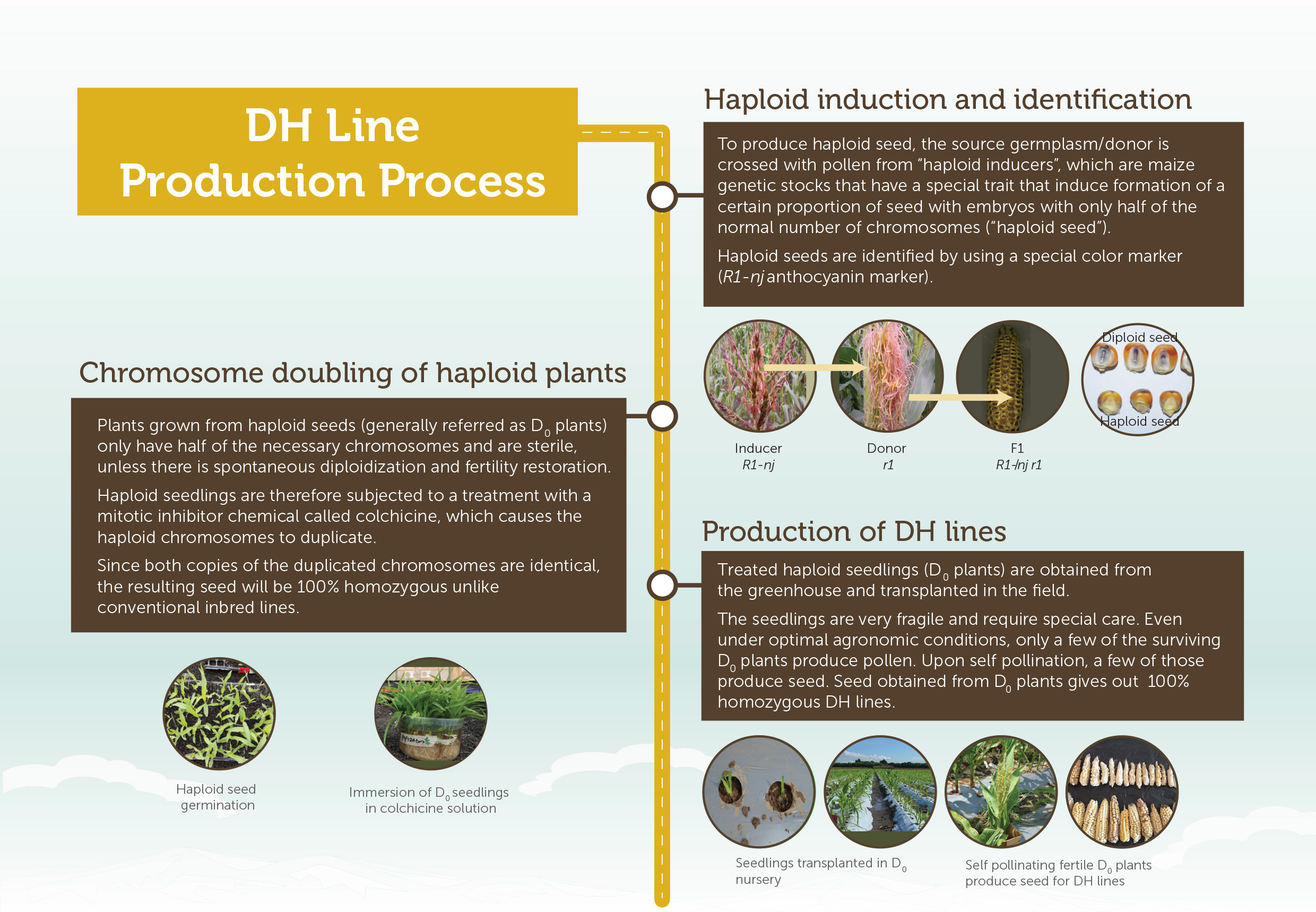 Overview of technology/production process – CIMMYT DH